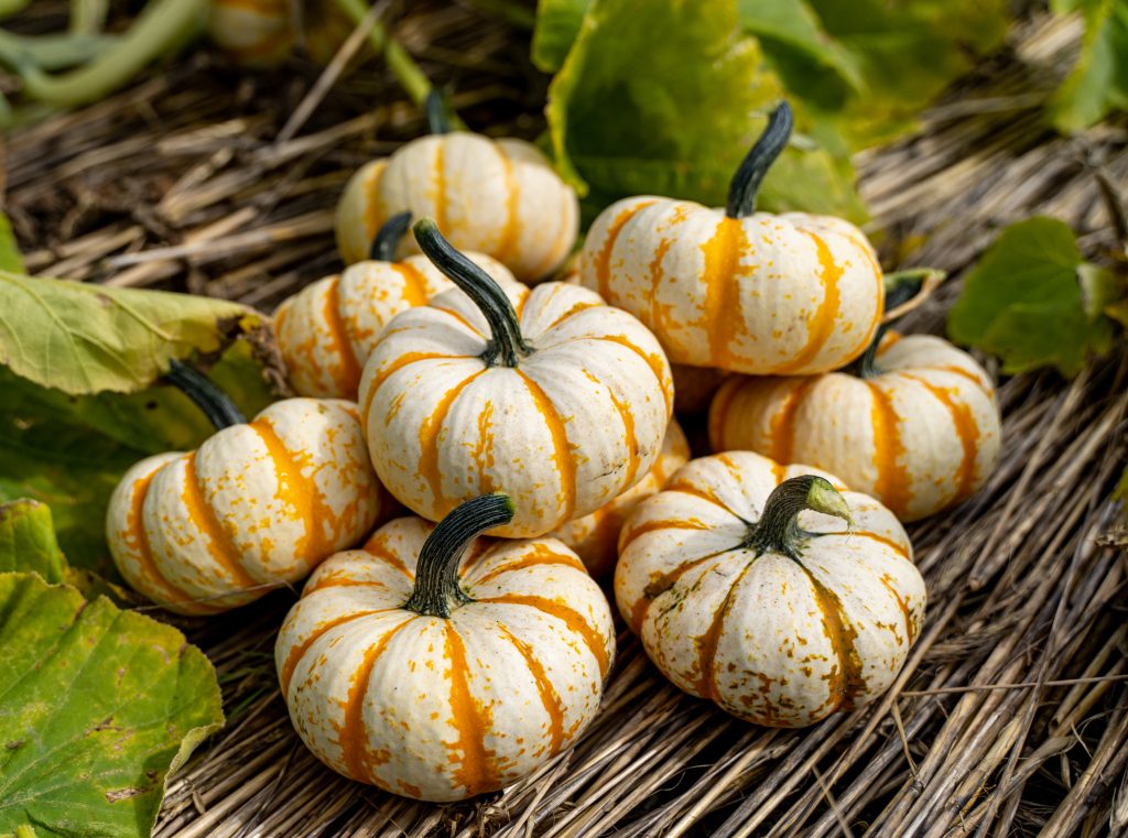 Wholesale Pumpkins | Polter's Berry Farm