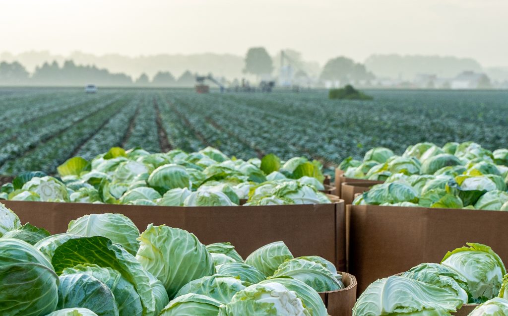 Cabbage | Polter's Berry Farm